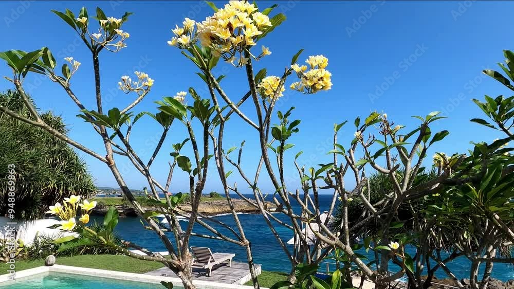 Frangipani tree, Island Nusa Lembongan, Indonesia, Southeast Asia ...