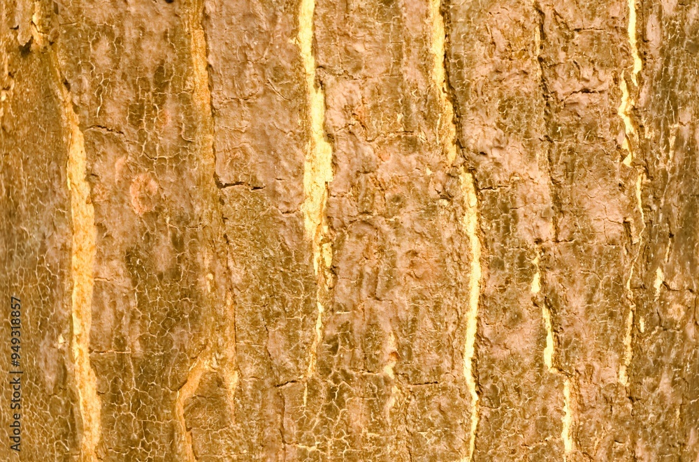 The bark pattern of the Trembesi tree or Samanea Saman is a tall tree ...