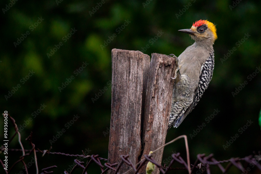 El Carpintero cariamarillo es una especie de ave piciforme ...