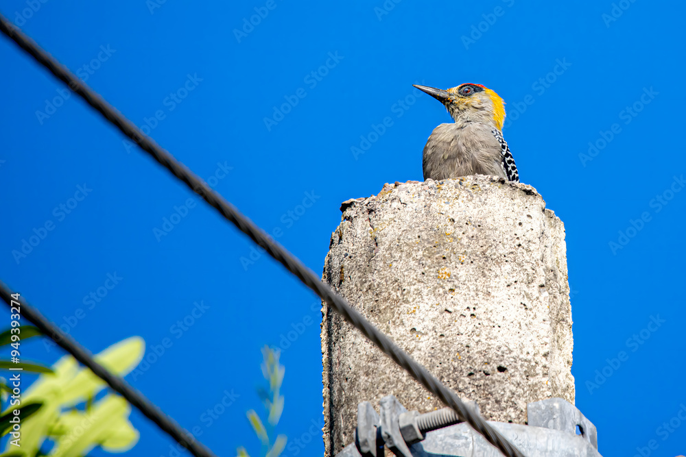 El Carpintero cariamarillo es una especie de ave piciforme ...