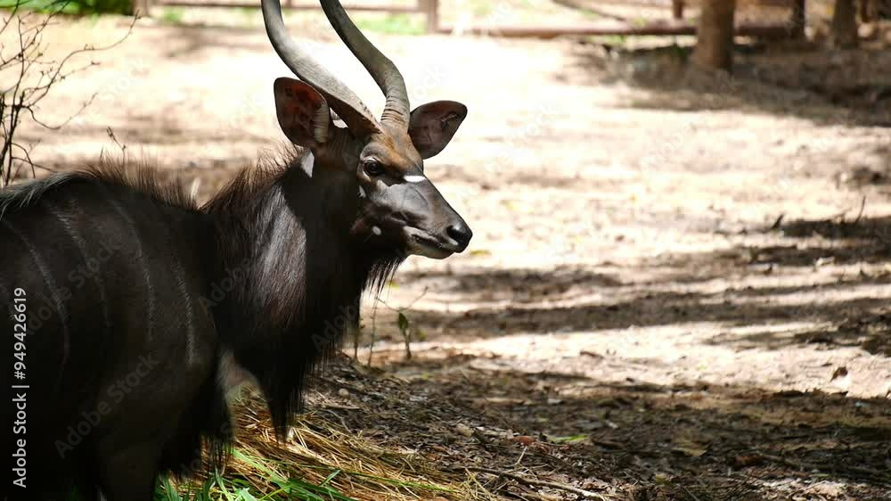 An African Nyala bull, a living Nyala showcasing its beautifully curved ...