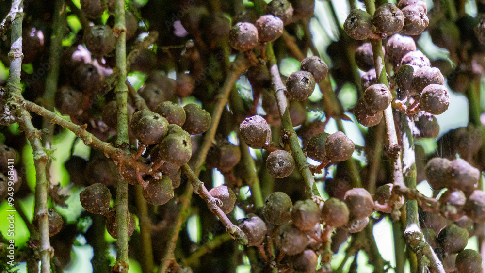 Ficus Pungens fruit. Ficus is a genus of about 850 species of woody ...
