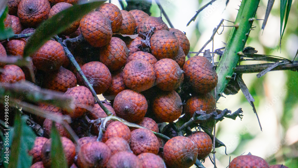 Ripe rattan fruit on the tree. The rattan fruit is edible, the texture ...