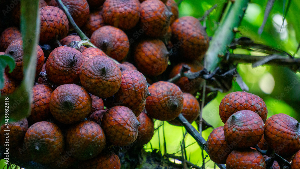 Ripe rattan fruit on the tree. The rattan fruit is edible, the texture ...