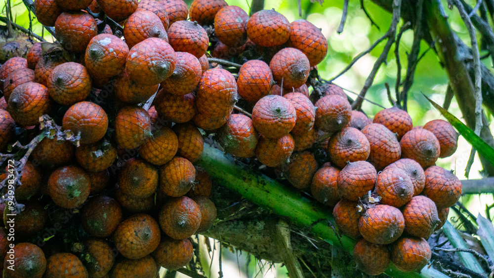 Ripe rattan fruit on the tree. The rattan fruit is edible, the texture ...