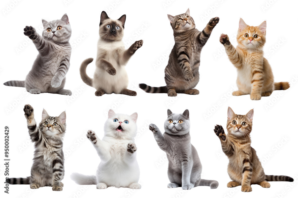 PNG cat waving hand design element set, transparent background Stock ...