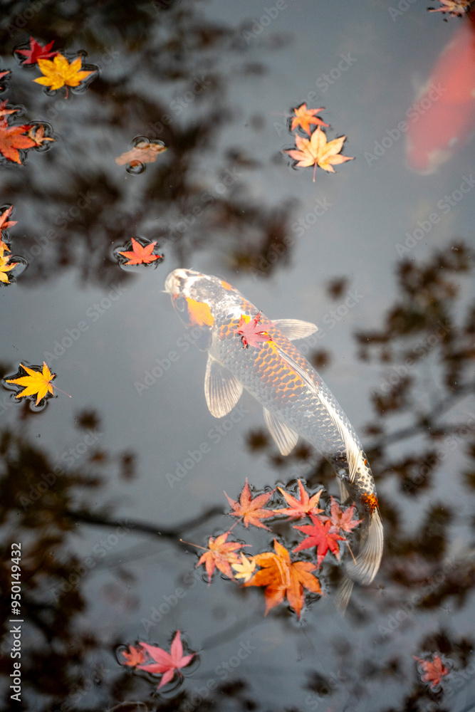 Colorful autumn maple leaves over water, while overlooking Japanese Koi ...