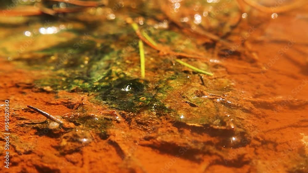 Oriental Hornet (Vespa orientalis) drinking from a water trough.Urban ...