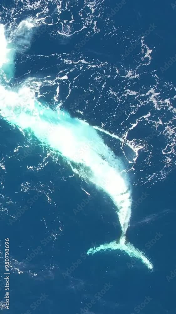 Humpback whale playing, wave flippers and hit the surface, splashing ...