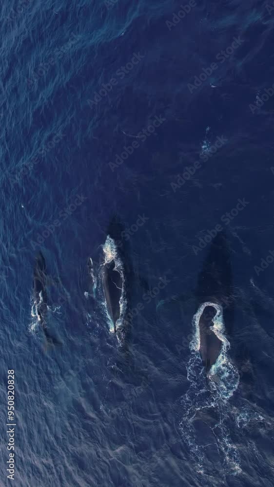 Endangered ecosystem. Aerial view humpback whales flock of 6 wild ...