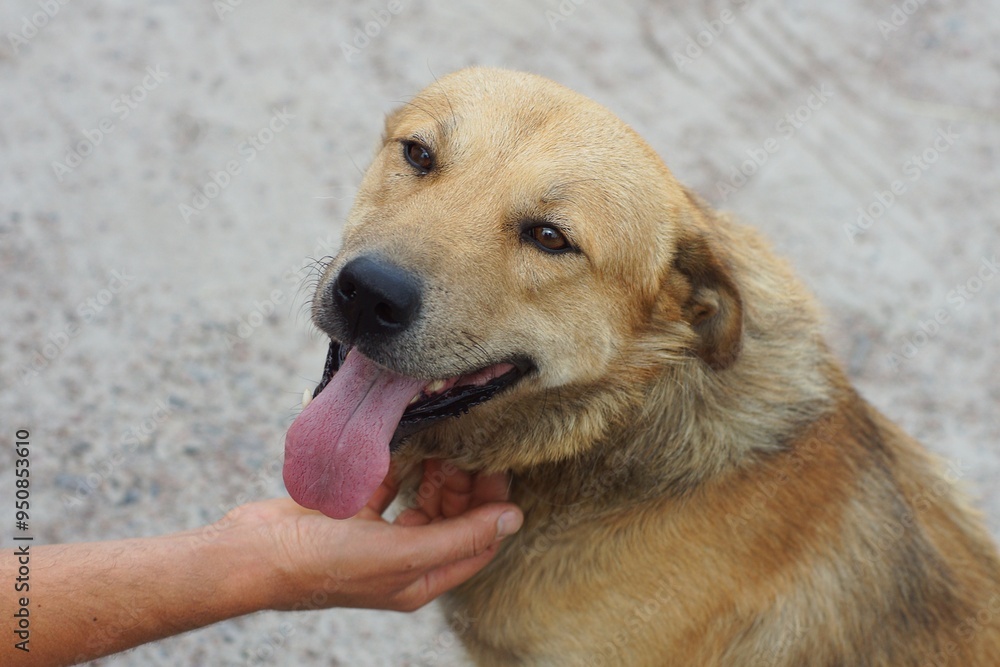a human hand strokes one beautiful kind big stray red dog with a black ...