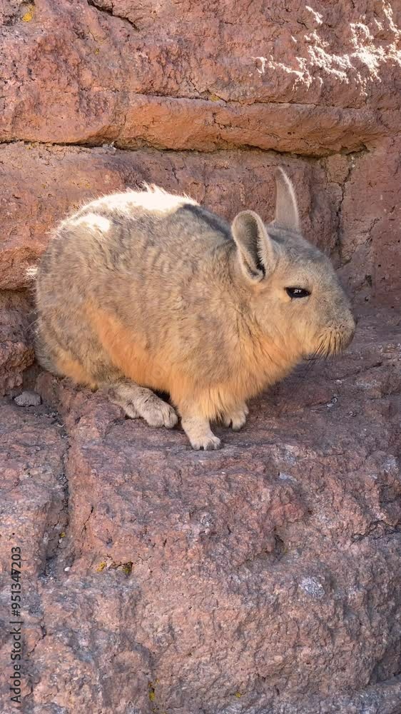 Close up of a cute southern viscacha or vizcacha perched on a rock ...