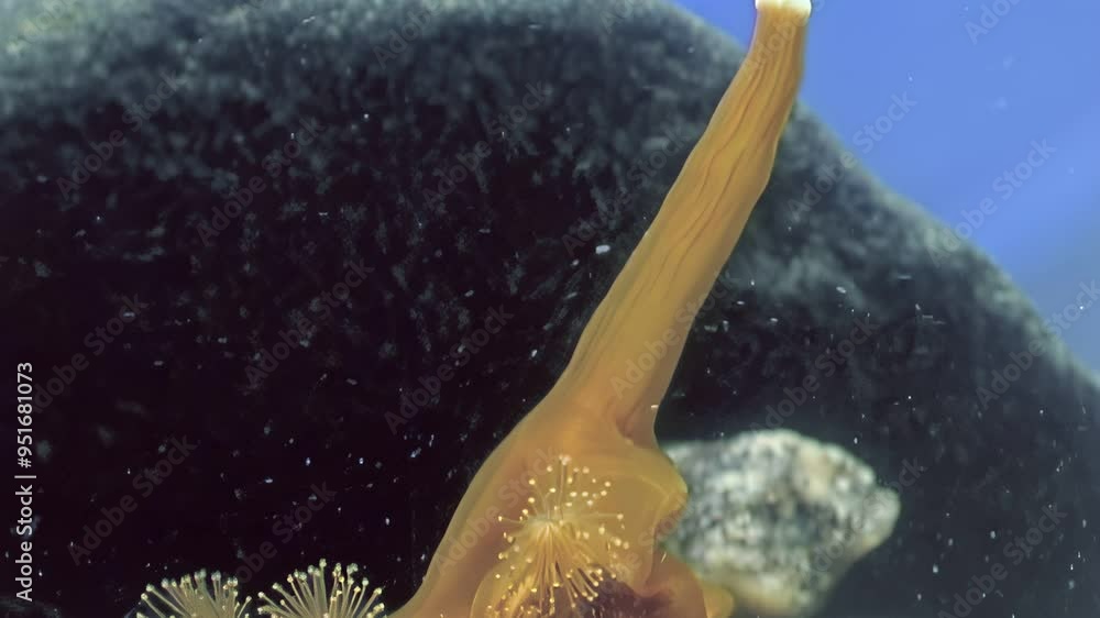 Explore the intriguing Lucernaria, or Stauromedusae jellyfish ...