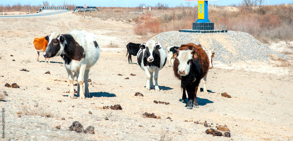 Herd of cows in the desert steppe of Central Asia. Search for food ...