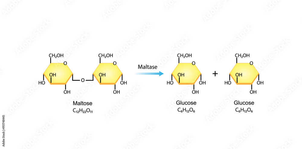 Vetor do Stock: Carbohydrates Digestion. Maltase Enzymes catalyze ...