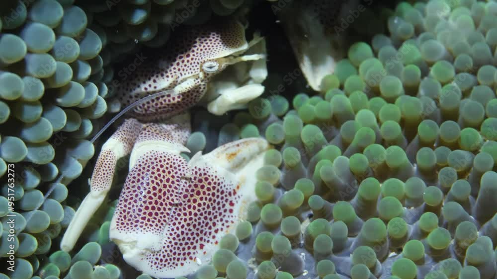 Dive deep to explore the vibrant underwater world, where diverse marine ...