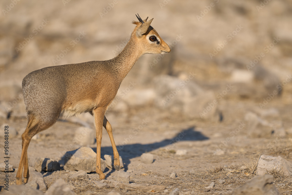 Male Damara Dik-dik (Madoqua kirkii) foraging for food in Etosha ...
