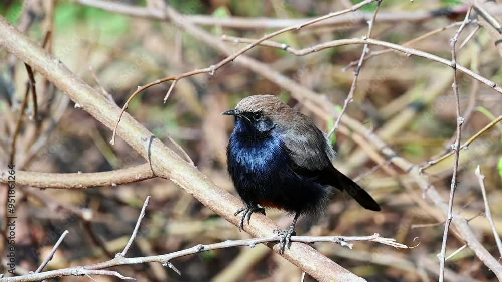 The Indian robin is a species of passarine bird in the family ...
