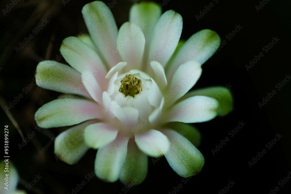 Cantus is a small flower from the cactus family that has beautiful ...
