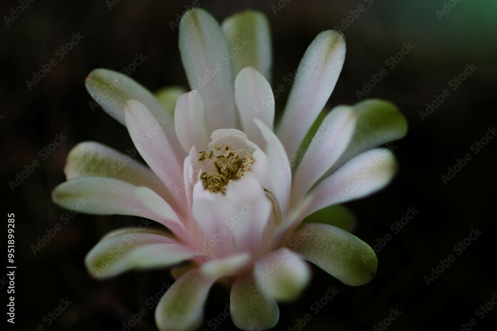 Cantus is a small flower from the cactus family that has beautiful ...