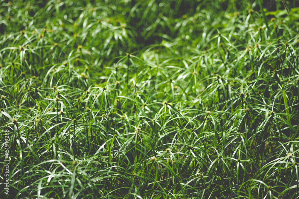 why cyperus tuber is not difficult for us to come across this plant ...