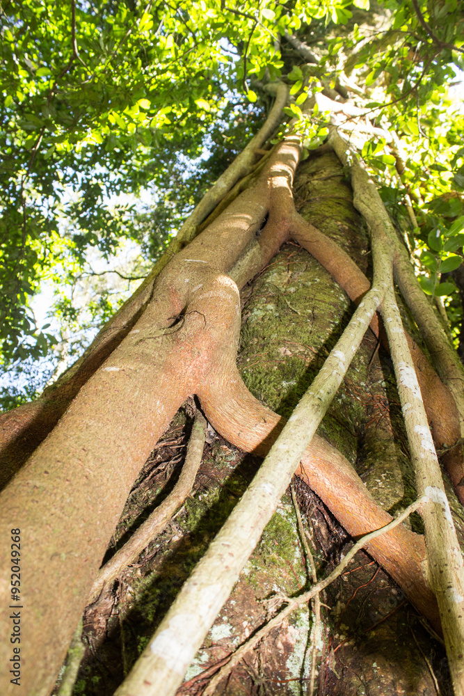 Aerial roots of a Forest Strangler-fig, Ficus craterostoma, busy ...