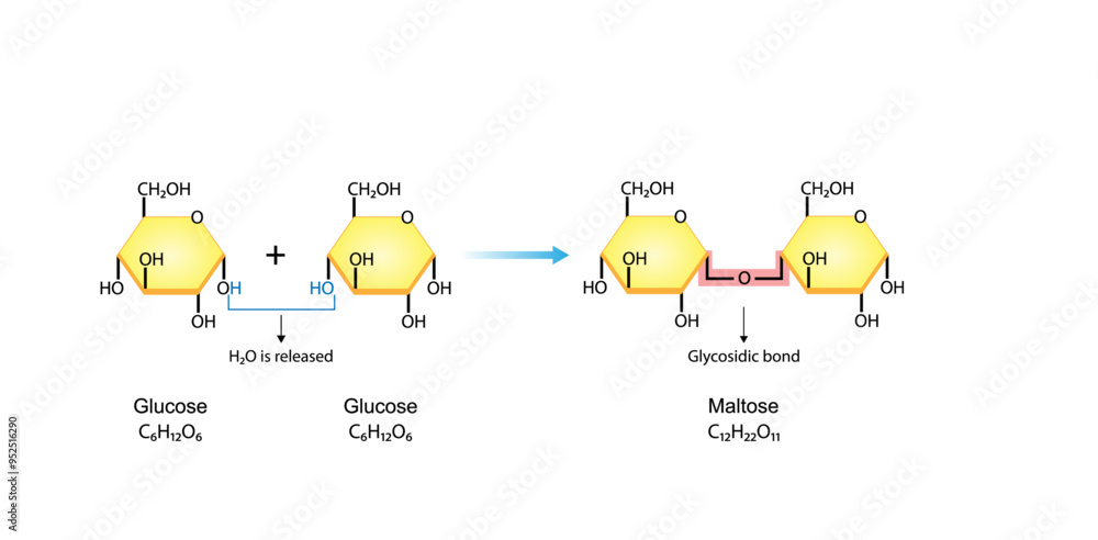 Carbohydrates Digestion. Maltase Enzymes catalyze Disaccharide Maltose ...