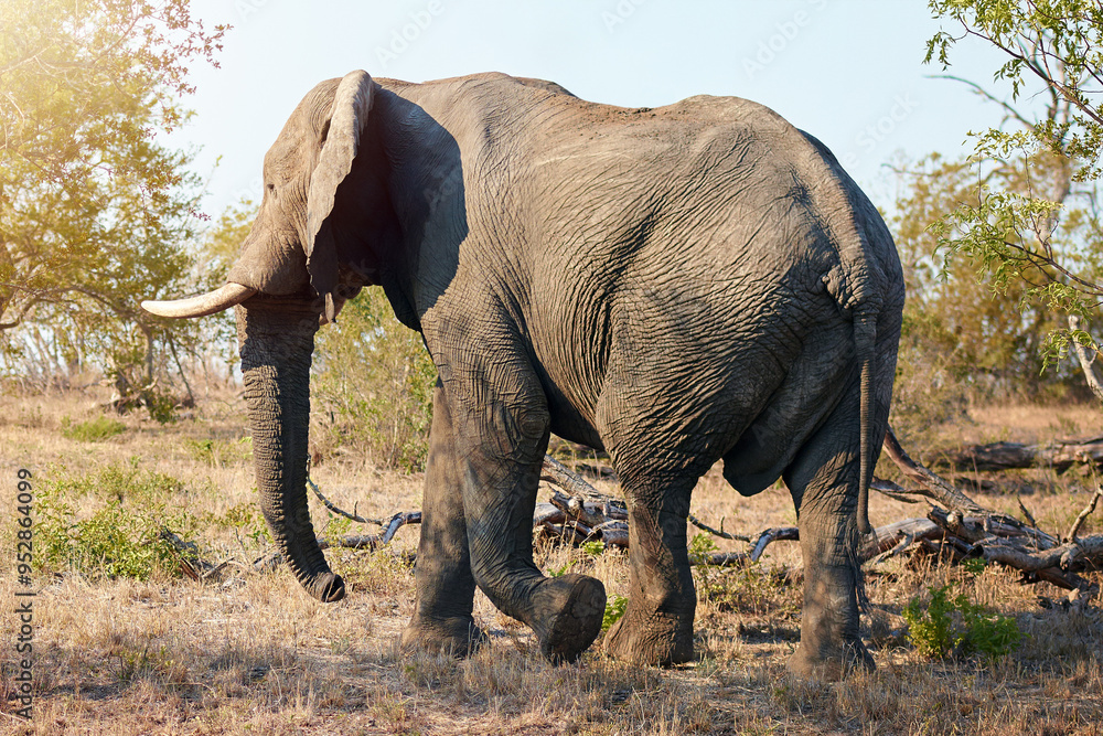Safari, back view and elephant walking on African nature reserve in ...
