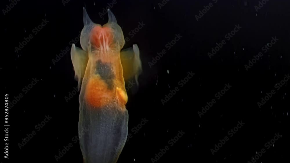 Clione Limacina This captivating Sea Angel Mollusc, known for its ...