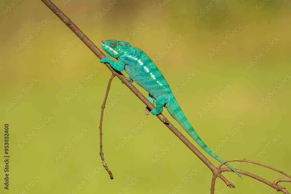 Panther chameleon (Furcifer pardalis) is a species of chameleon found ...