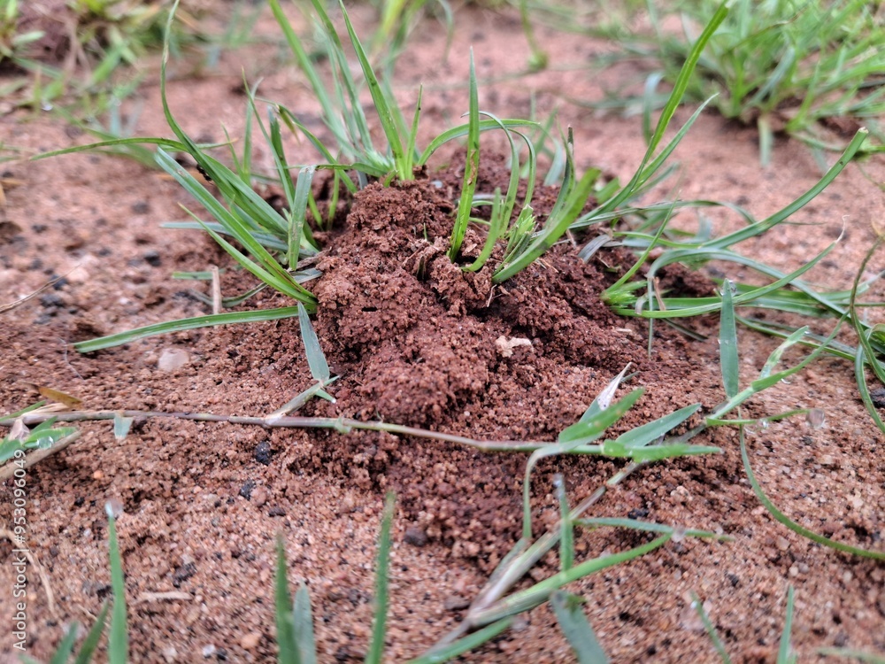grass on Humus : Grass growing on humus soil is often quite healthy and ...