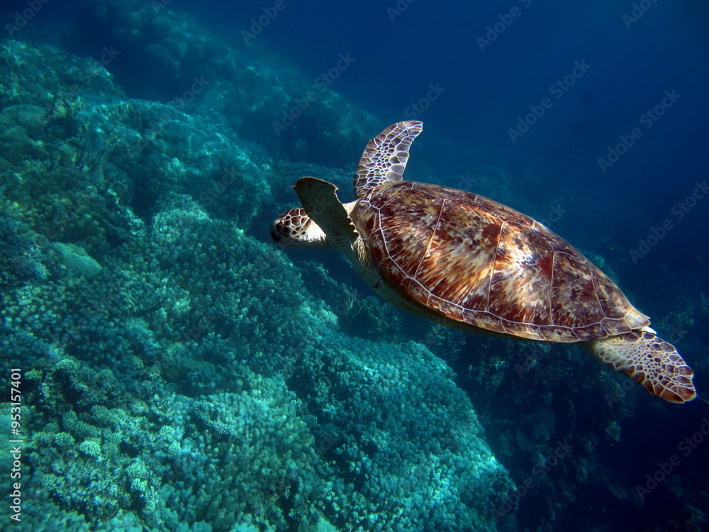 Big Green turtle . Green turtles are the largest of all sea turtles. A ...