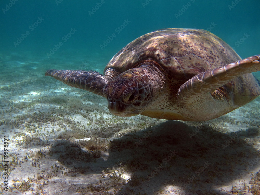 Green turtles are the largest of all sea turtles. A typical adult is 3 ...