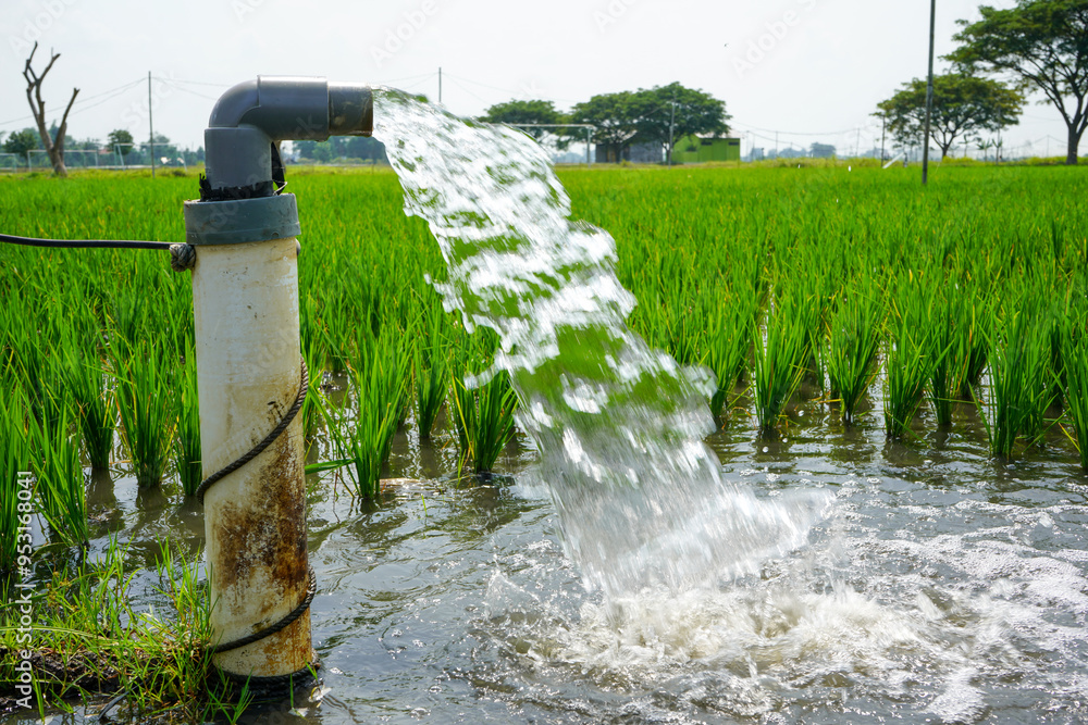 Irrigation of rice fields using pump wells with the technique of ...