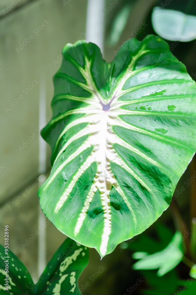 Colocasia variegated, Colocasia esculenta Nancys Revenge or colocasia ...