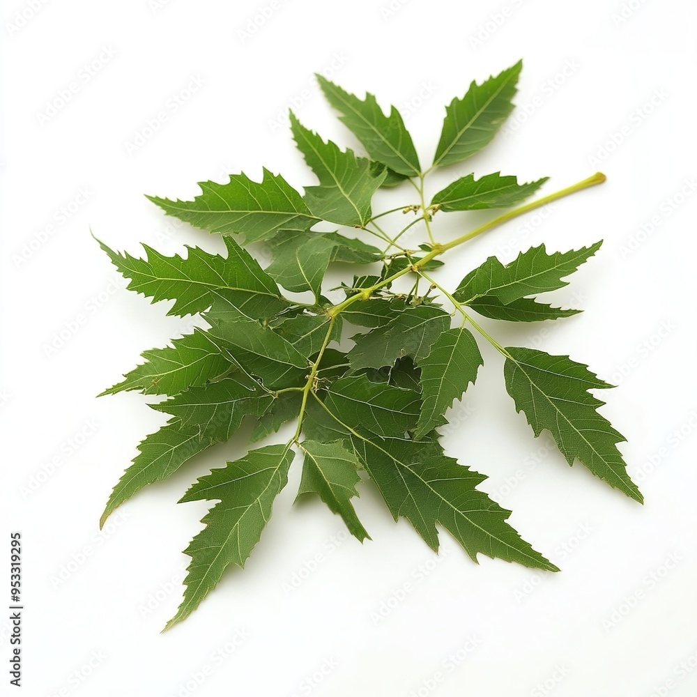 Neem a medium-sized tree that can grow up to 30 meters tall and has a ...