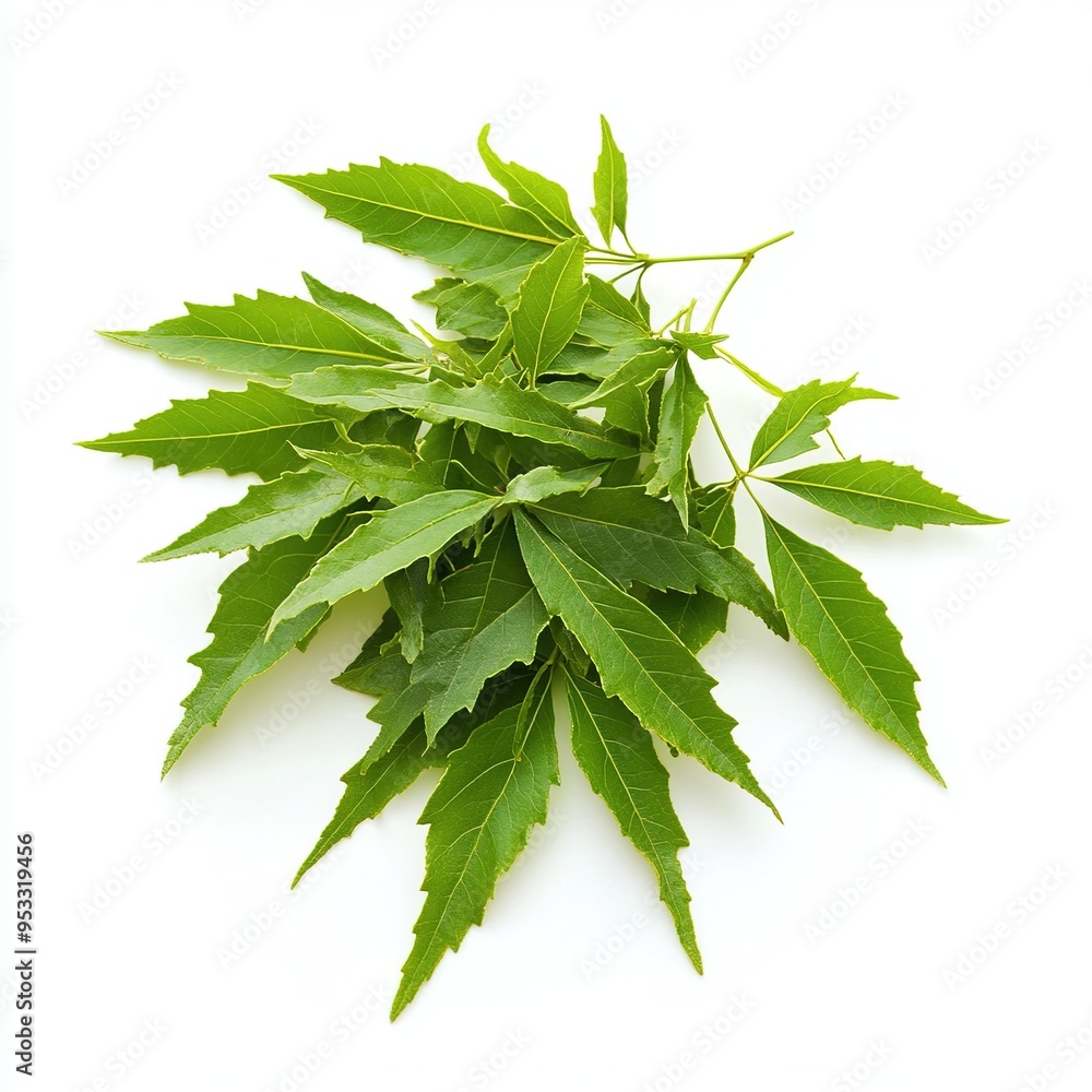 Neem a medium-sized tree that can grow up to 30 meters tall and has a ...