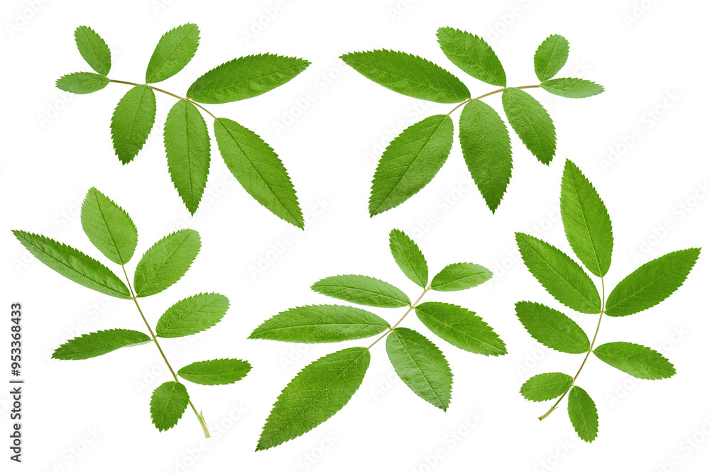 Rose Hip leaves isolated on white background, full depth of field Stock ...