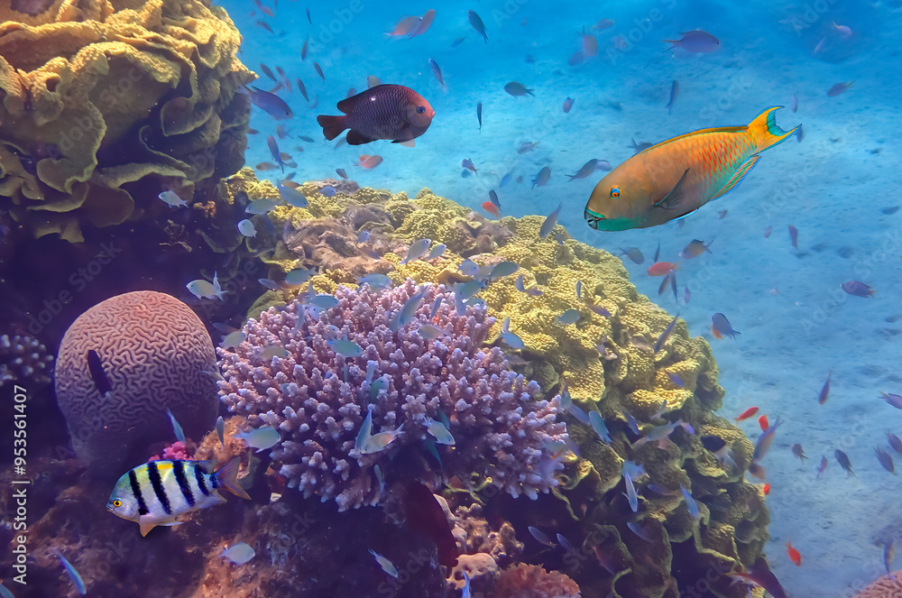 Photo & Art Print Coral reefs of the Red Sea show great biodiversity of ...
