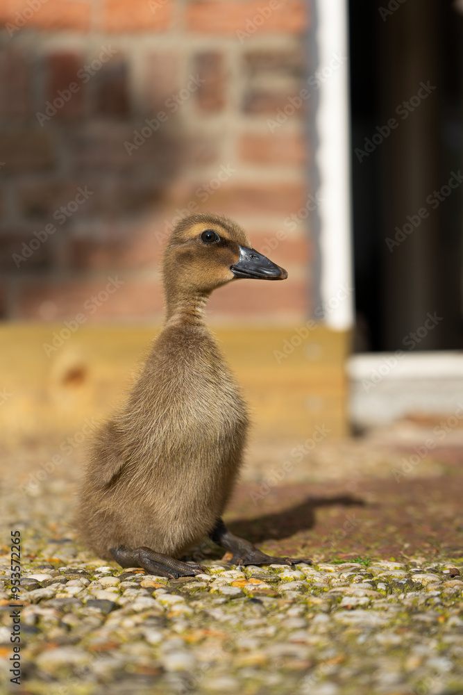 Cute Khaki Campbell Duckling. Khaki Campbell Duckling Sitting upright ...
