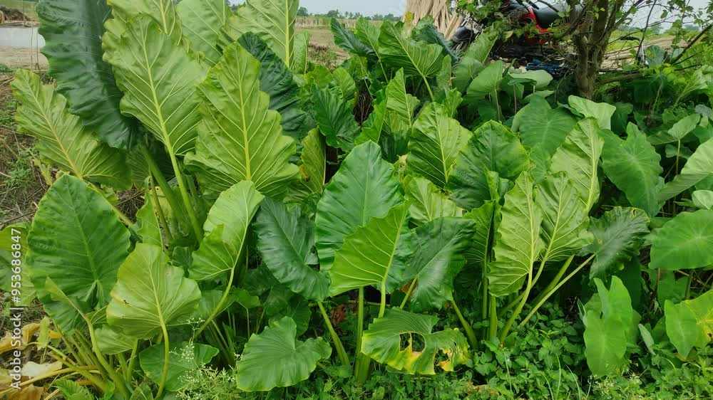 taro leaves (Colocasia esculenta, taro) with natural background ...
