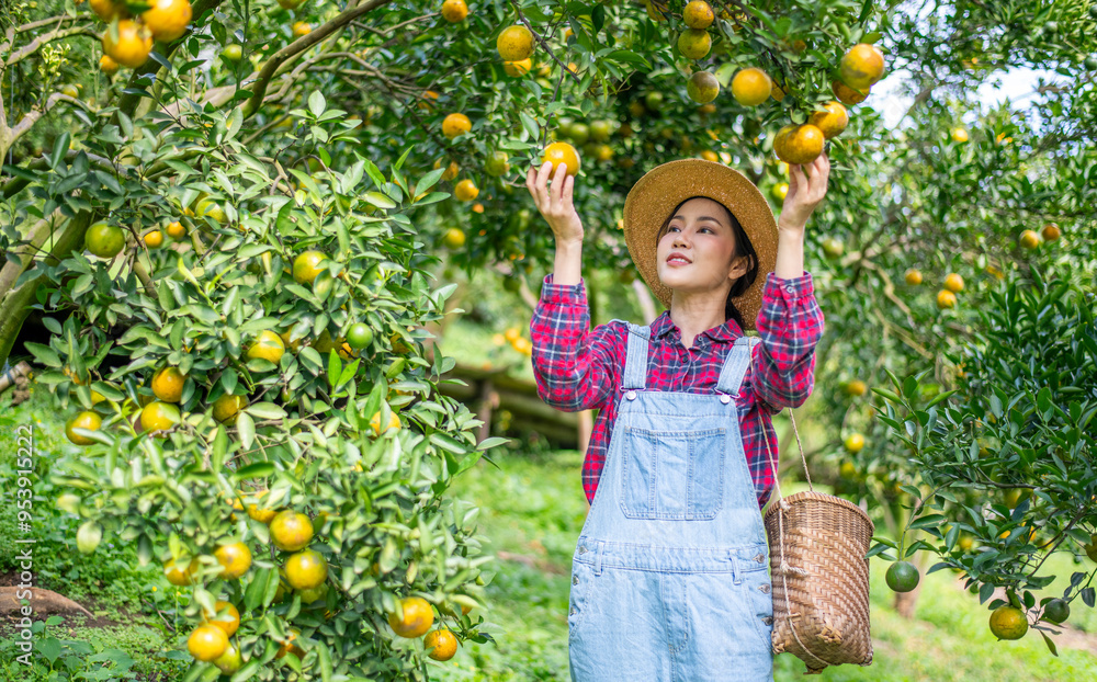Beautiful woman gardener in a citrus orchard, picking oranges with a ...