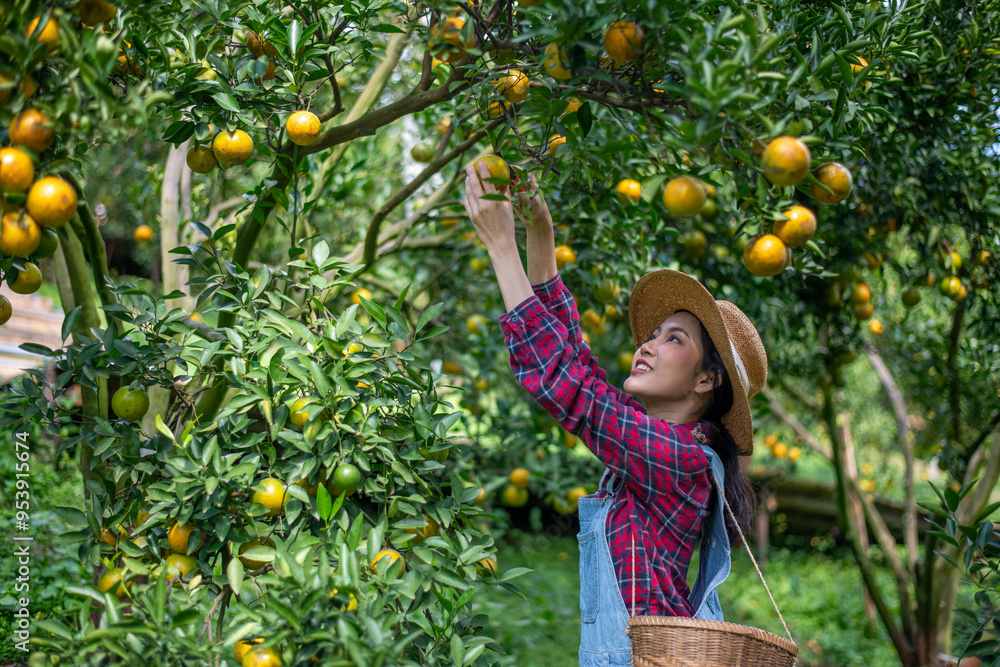 Beautiful woman gardener in a citrus orchard, picking oranges with a ...