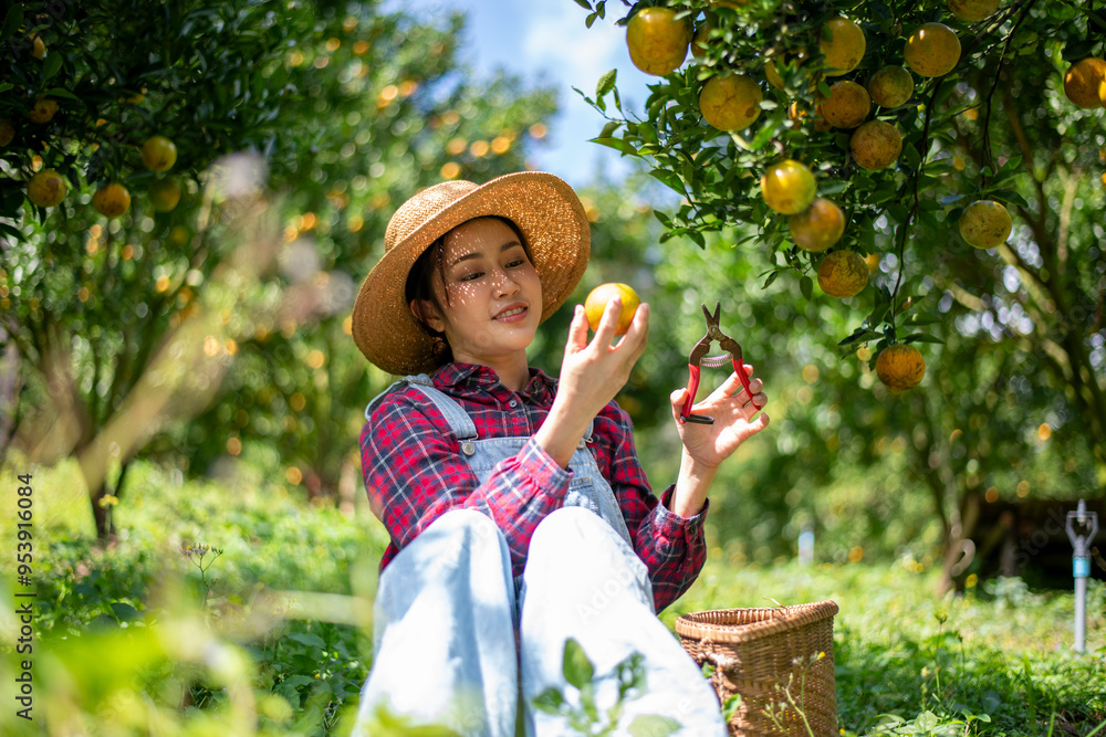 Beautiful woman gardener in a citrus orchard, picking oranges with a ...