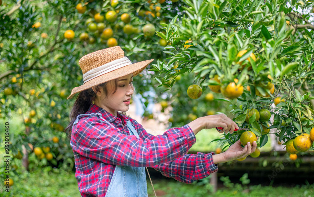 Beautiful woman gardener in a citrus orchard, picking oranges with a ...