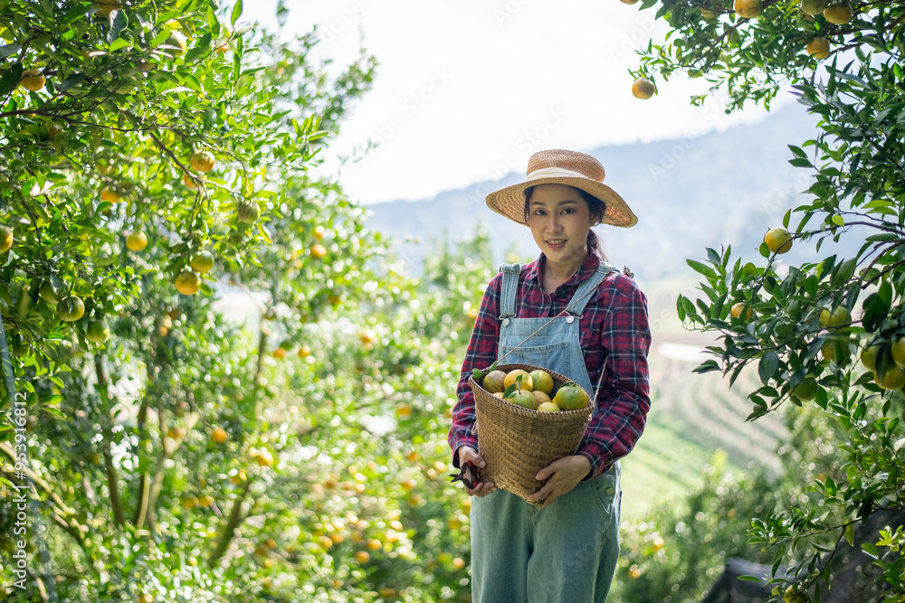 Beautiful woman gardener in a citrus orchard, picking oranges with a ...