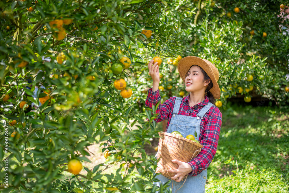 Beautiful woman gardener in a citrus orchard, picking oranges with a ...