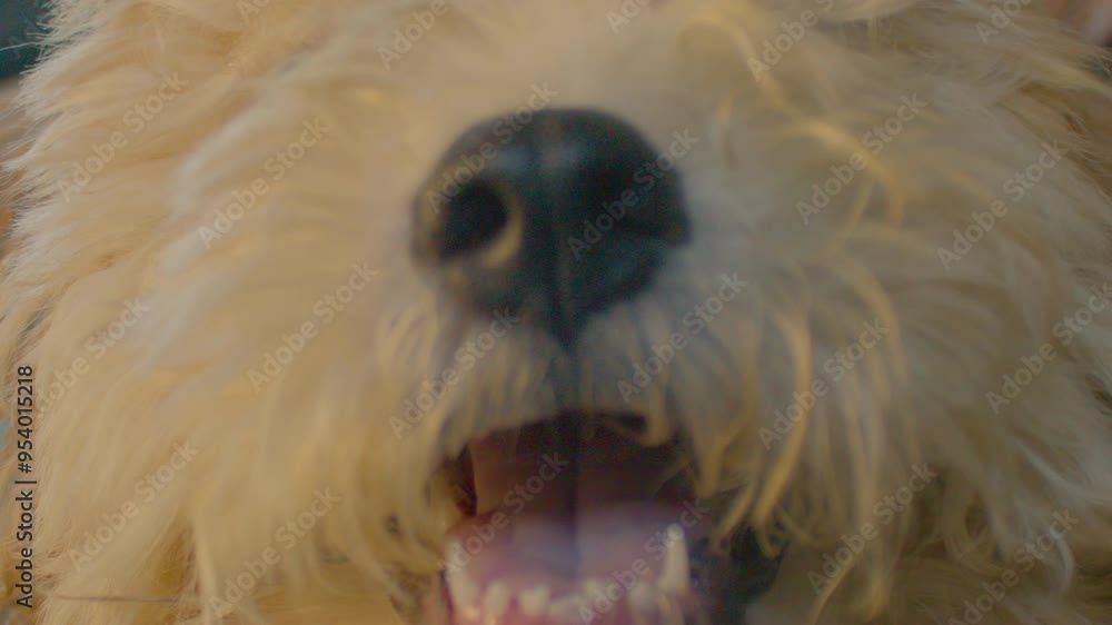 Extreme close shot of a Maltipoo dog yawning, dog's nose, mouth, teeth ...