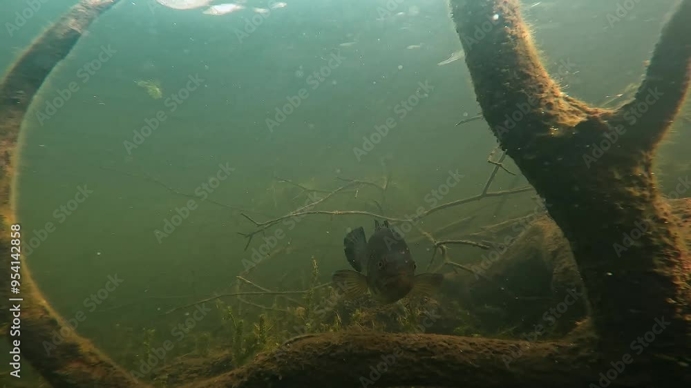 A black bass moves back and forth above a submerged tree stump in a ...