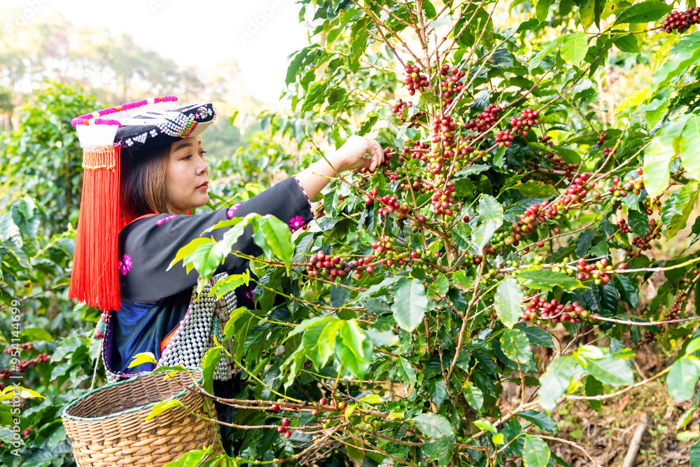 Happy Asian woman farmer picking red cherry coffee beans in coffee plantation in Chiang Mai ...